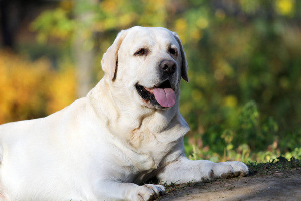 depositphotos_228206948-stock-photo-the-yellow-labrador-in-the ...